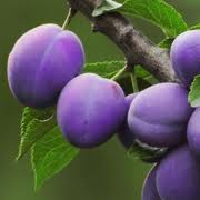 E' la stagione delle prugne - Parliamo di Cucina